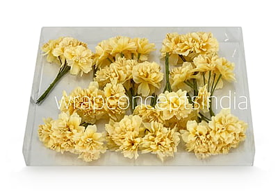 Carnation